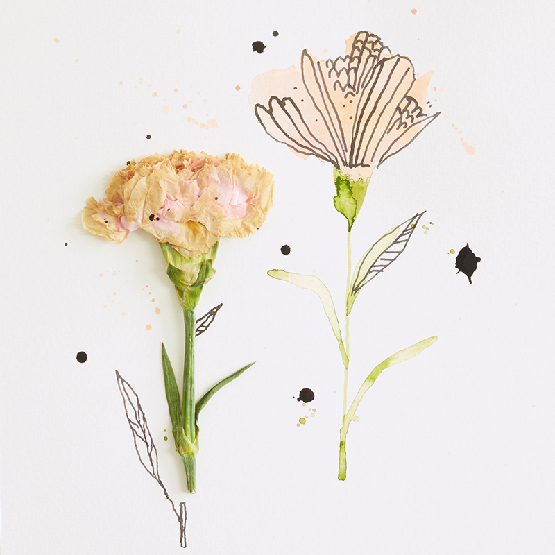 January Birth Flower: Carnation - Hallmark Corporate