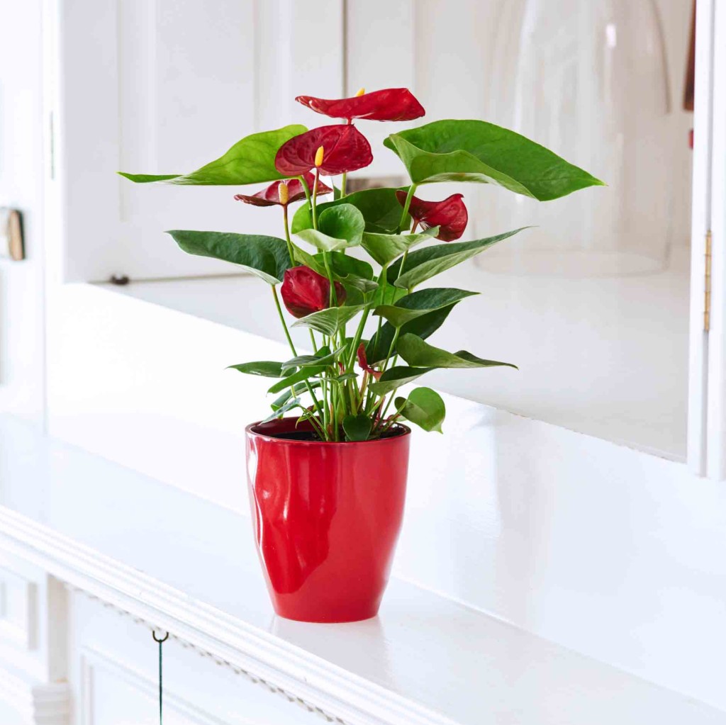 Hallmark Flowers - Happy Hearts Anthurium - Hallmark Corporate
